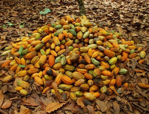 Top 7 Most Popular Cocoa Brands in China
